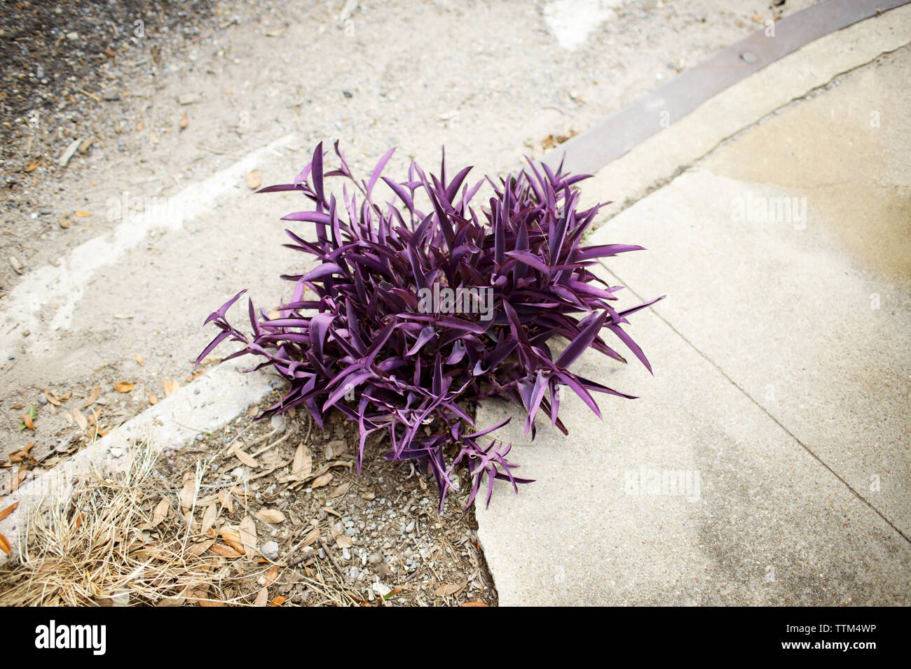 Purple flower growing in pavement Stock Photo - Alamy