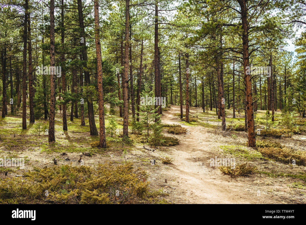 Trees growing on field in forest Stock Photo - Alamy
