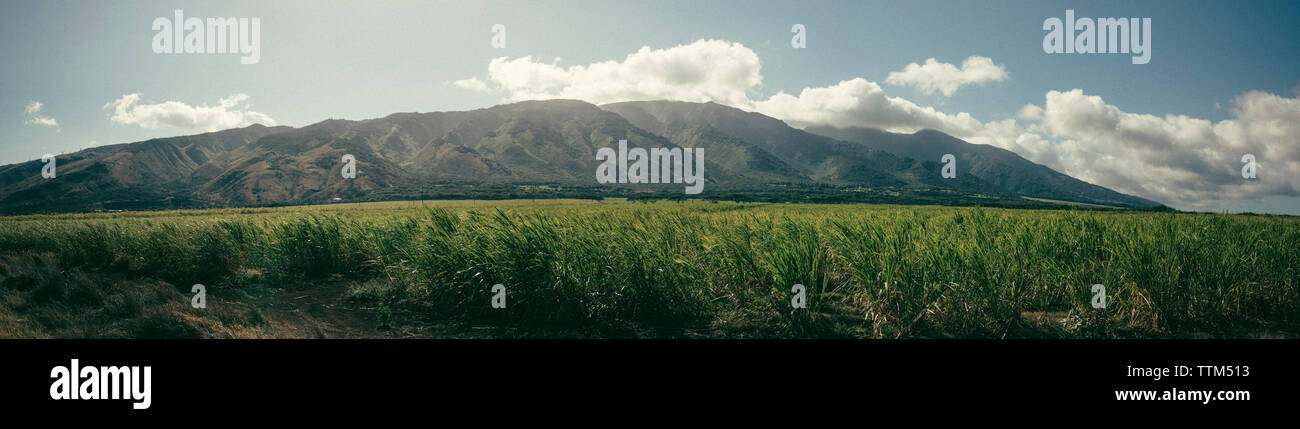 Panoramic view with field hi-res stock photography and images - Alamy