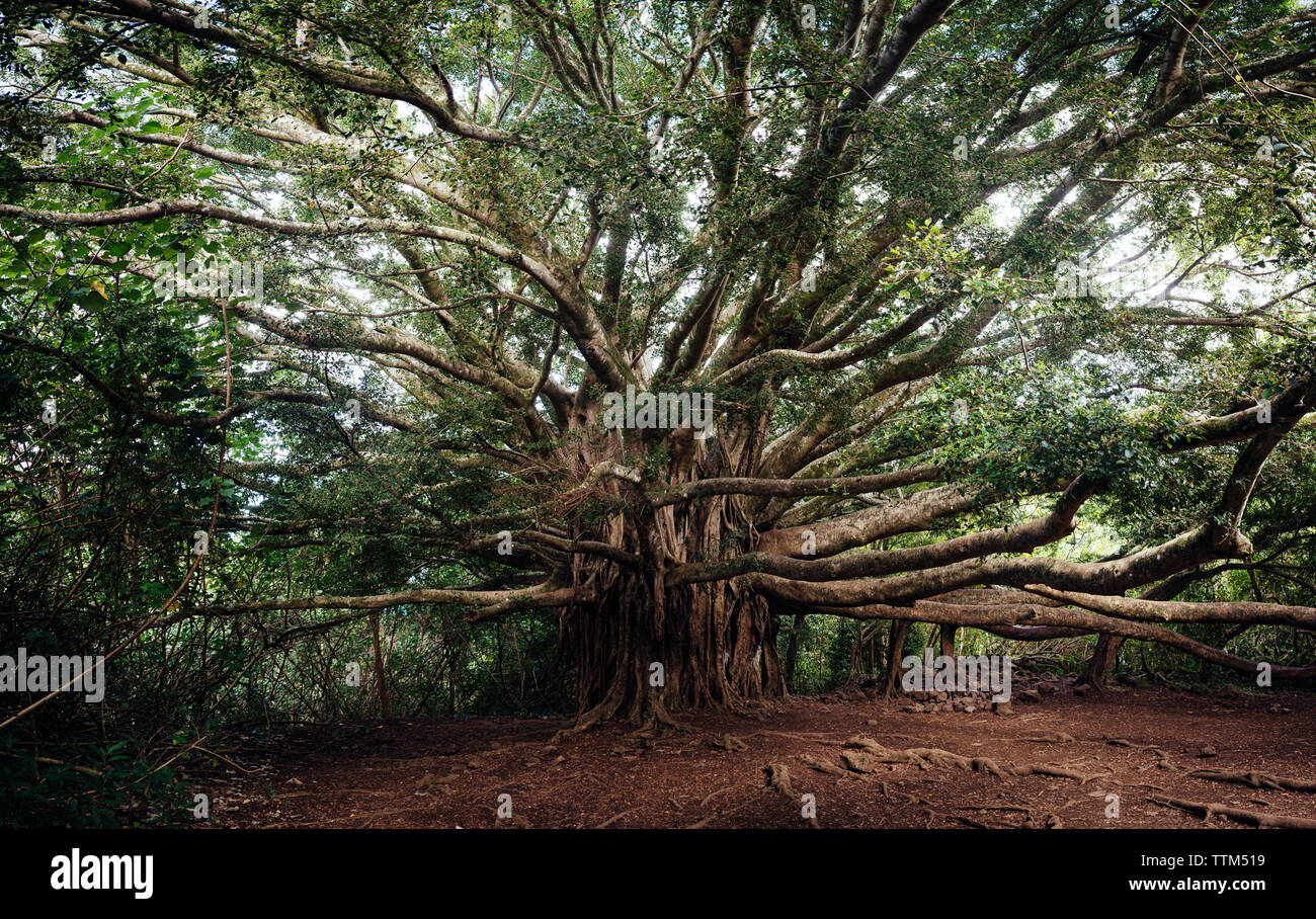 Branches of big trees hi-res stock photography and images - Alamy