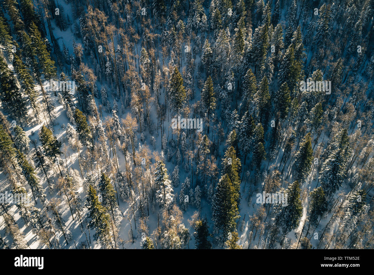 Green field pine forest hi-res stock photography and images - Alamy