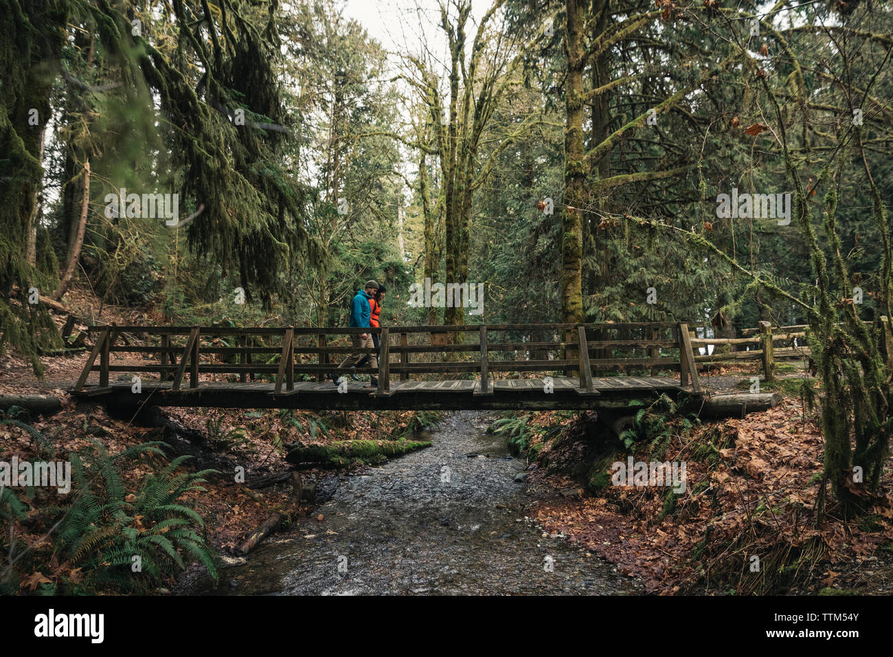 Blue green forest scenic trees hi-res stock photography and images - Alamy