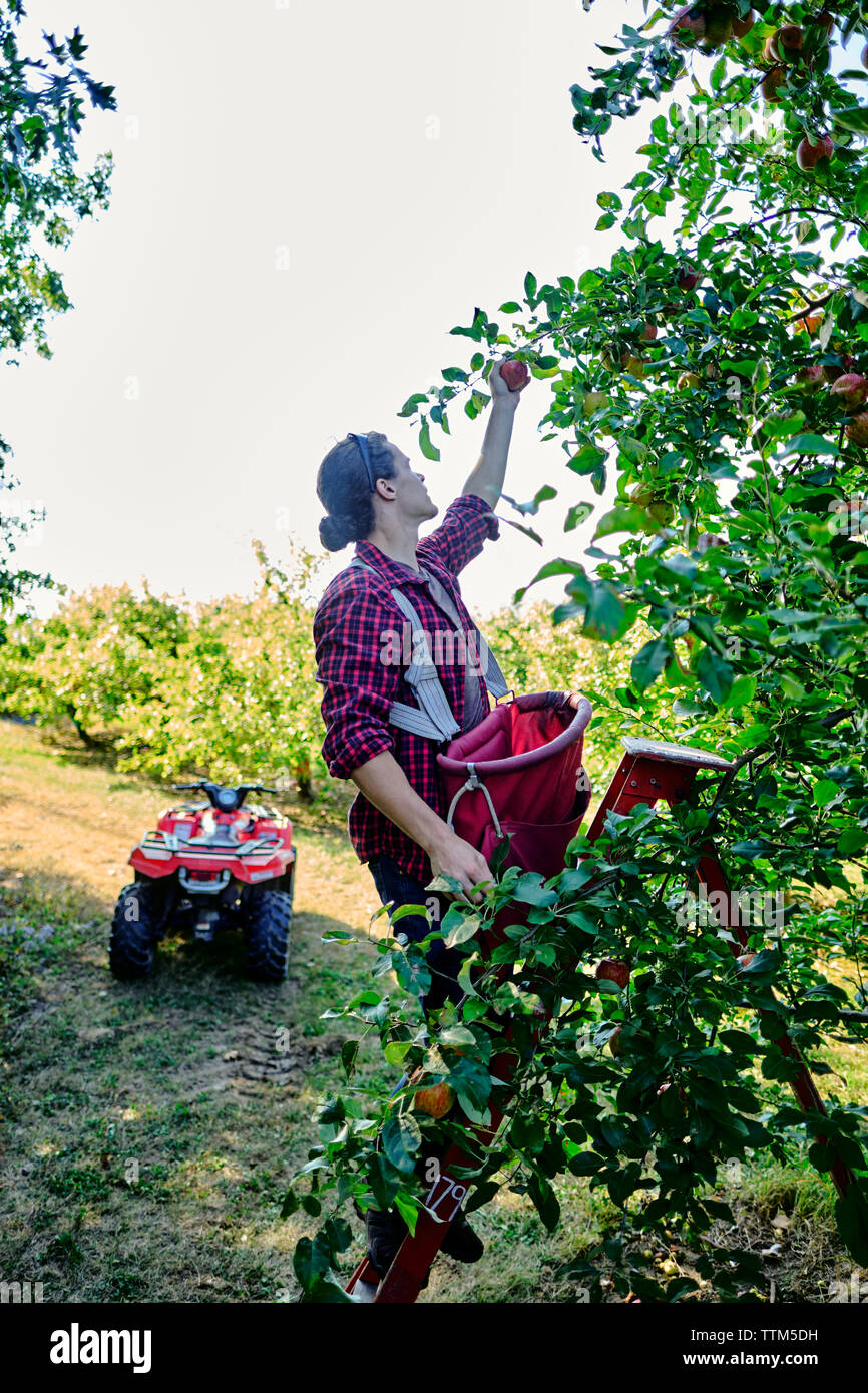 Orchard ladder hi-res stock photography and images - Alamy