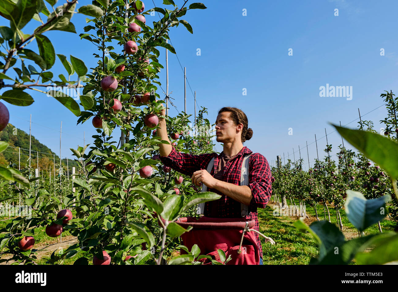 Farmer picking apples orchard hi-res stock photography and images - Alamy