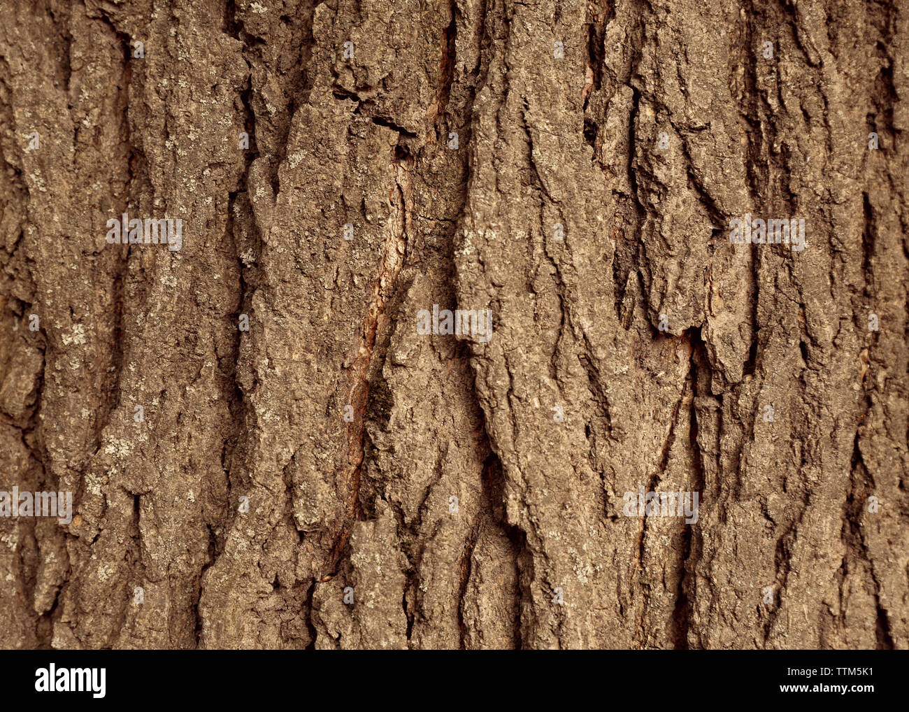 Bark tree background Stock Photo - Alamy