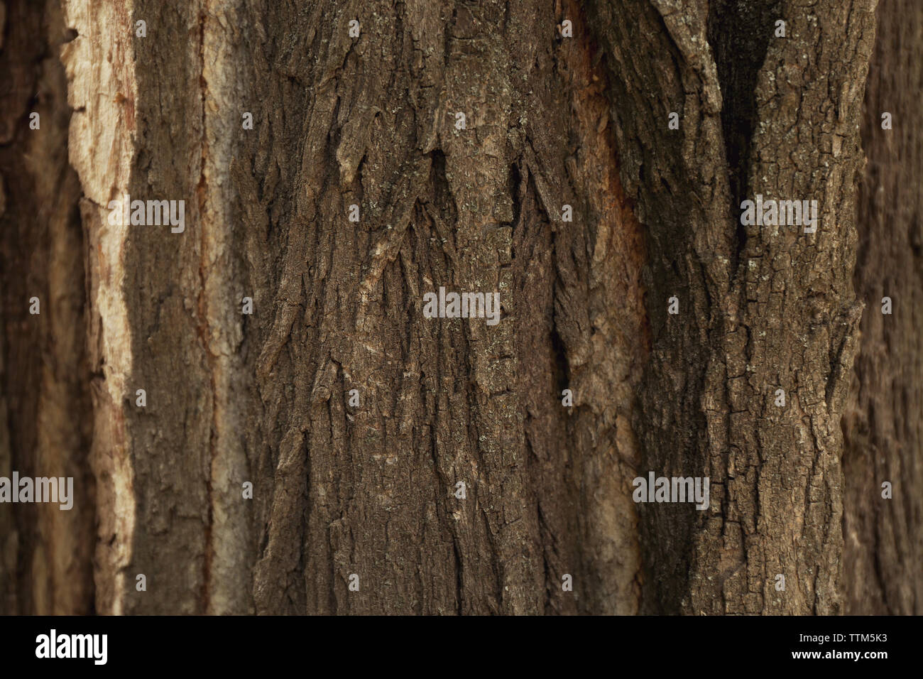 Bark tree background Stock Photo - Alamy