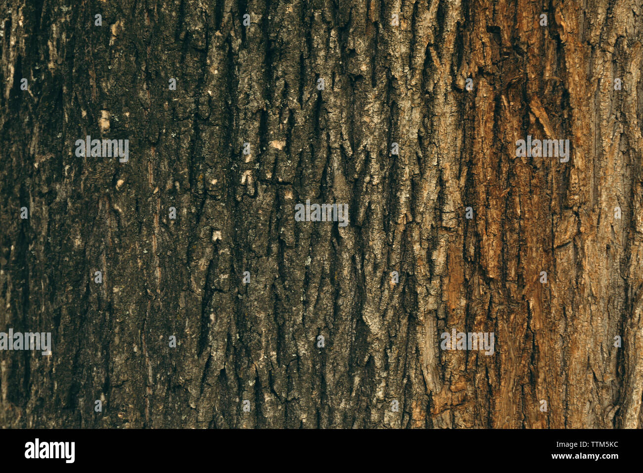Bark tree background Stock Photo - Alamy
