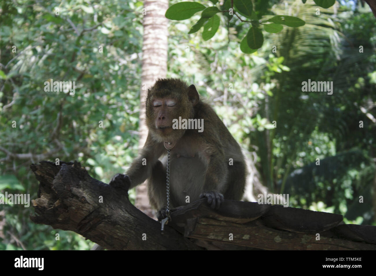 Unchained animal hi-res stock photography and images - Alamy
