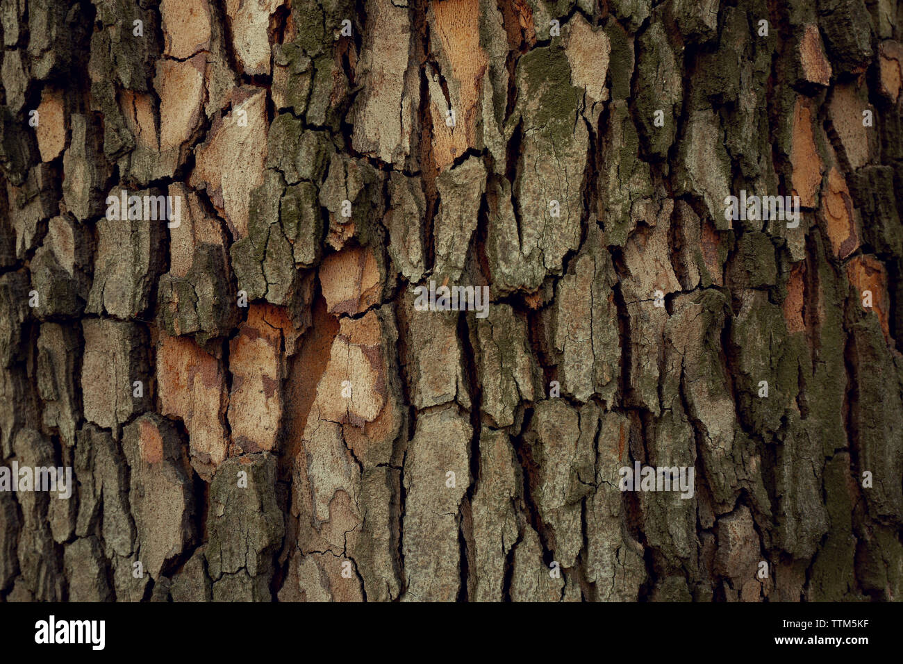 Bark tree background Stock Photo - Alamy