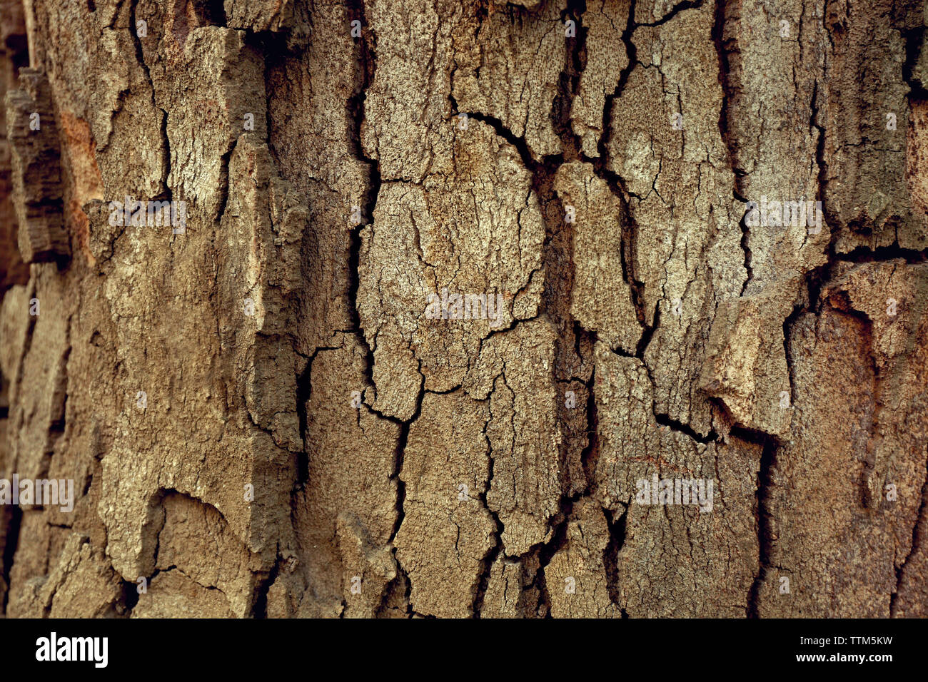 Bark tree background Stock Photo - Alamy