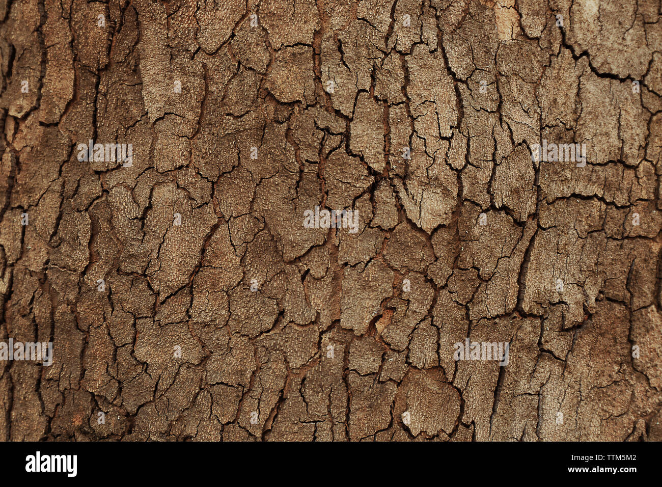 Bark tree background Stock Photo - Alamy