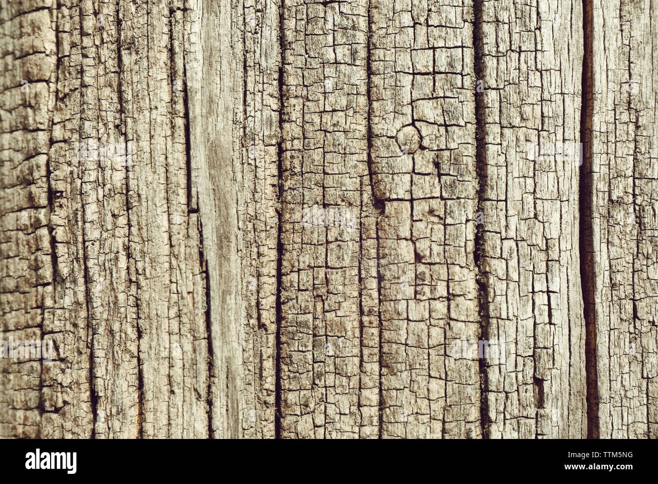 Bark tree background Stock Photo - Alamy