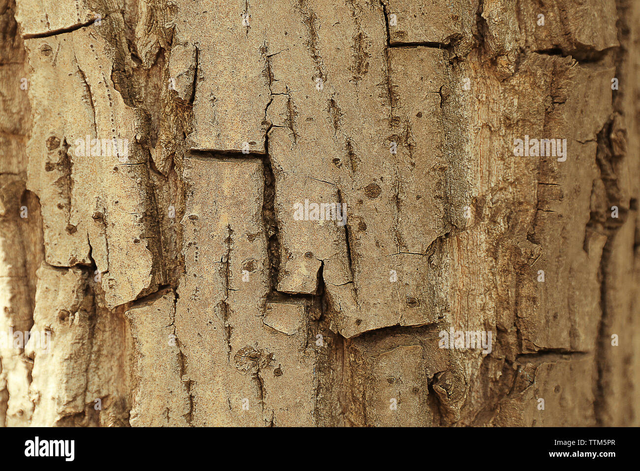 Bark tree background Stock Photo - Alamy