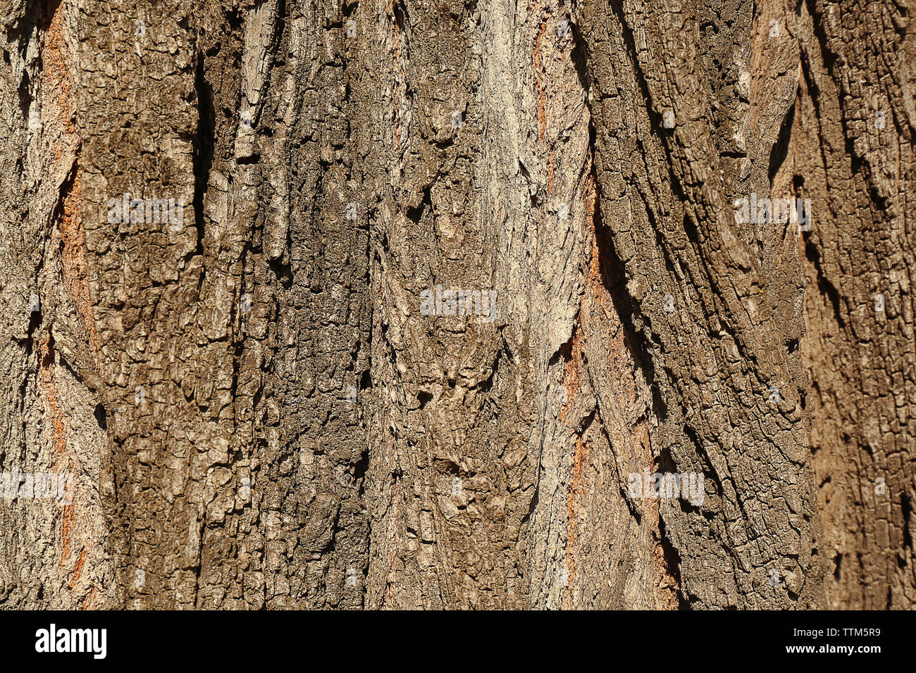 Bark tree background Stock Photo - Alamy
