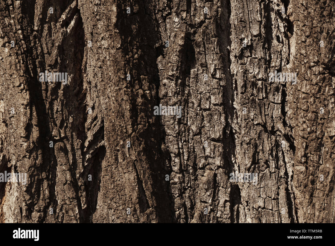 Bark tree background Stock Photo - Alamy