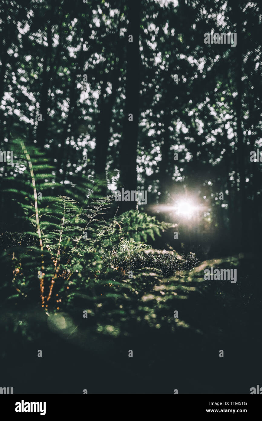 Sunlight emitting through trees in forest Stock Photo - Alamy