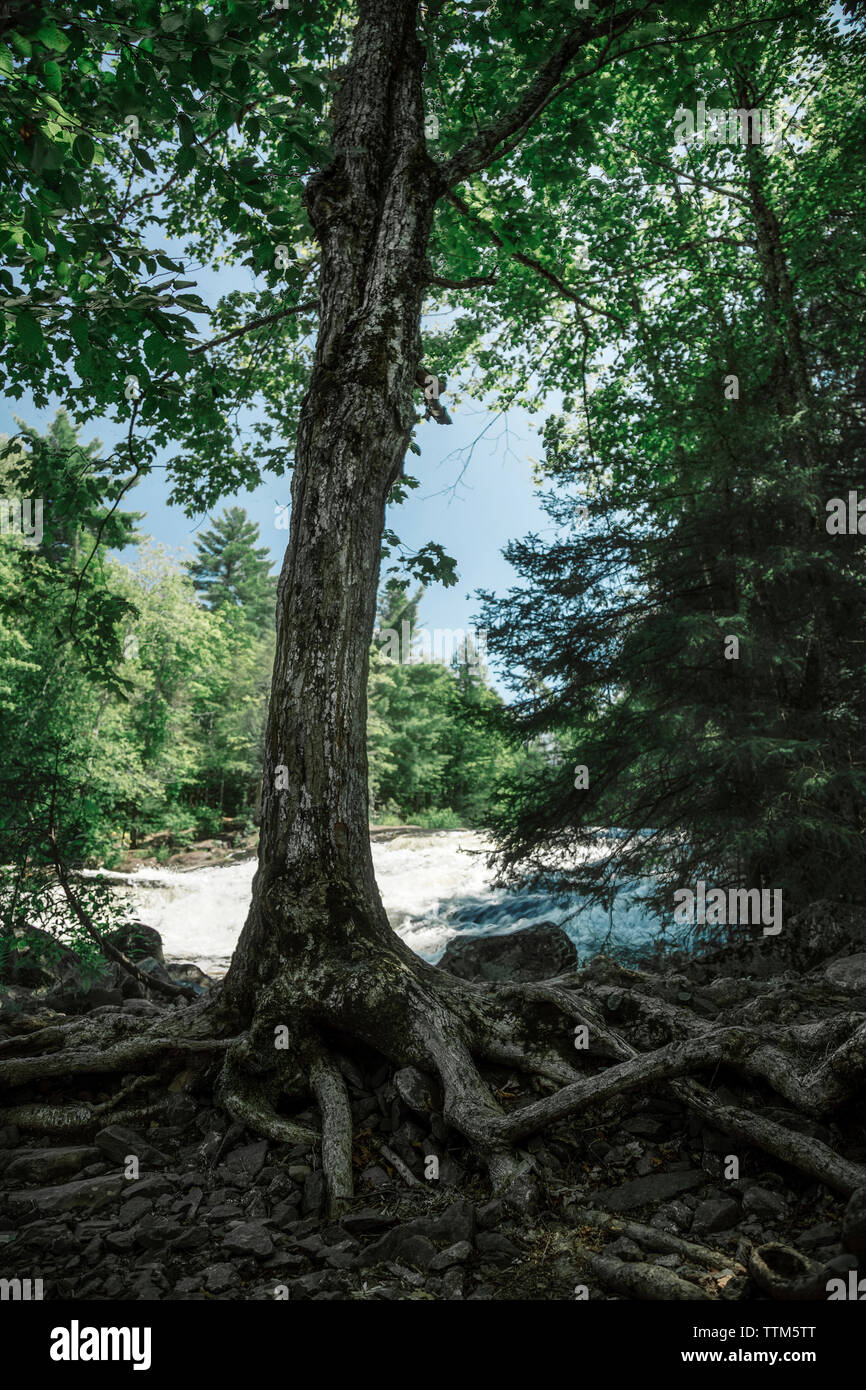 River flowing by trees in forest Stock Photo - Alamy