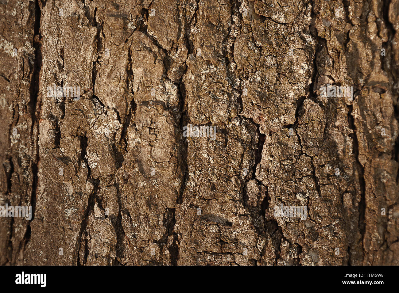 Bark tree background Stock Photo - Alamy