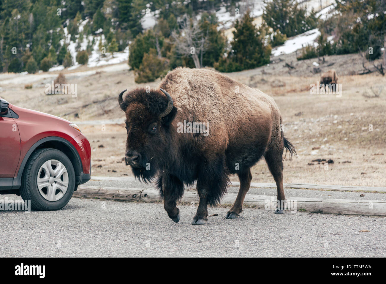American bison walking by car on road Stock Photo - Alamy