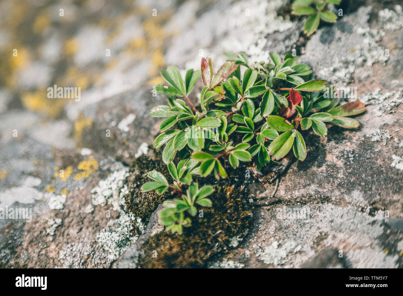 Plants growing on rock hi-res stock photography and images - Alamy