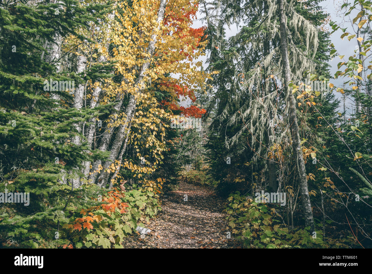 Pathway trees hi-res stock photography and images - Alamy