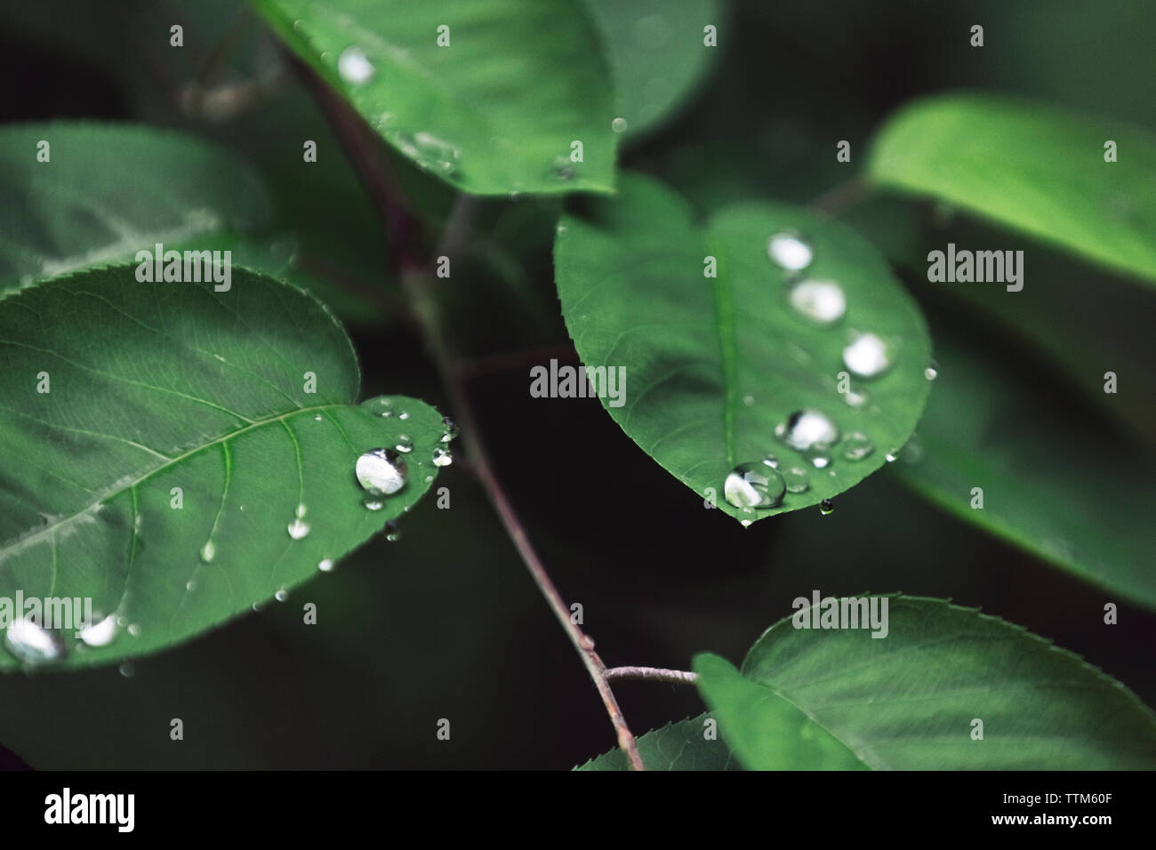 Green leaf veins and dew drops hi-res stock photography and images - Alamy