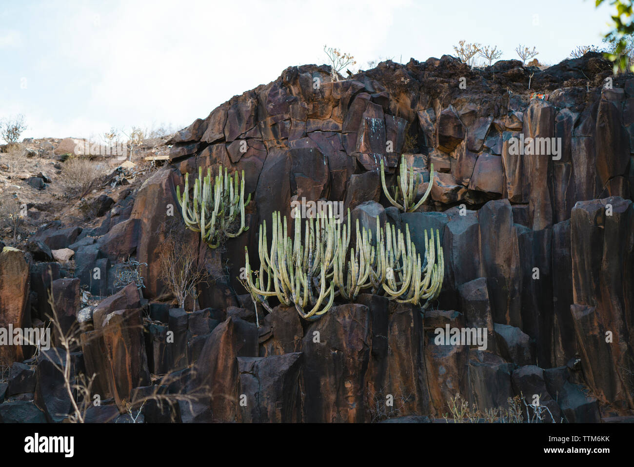 Plants growing on rocks hi-res stock photography and images - Alamy