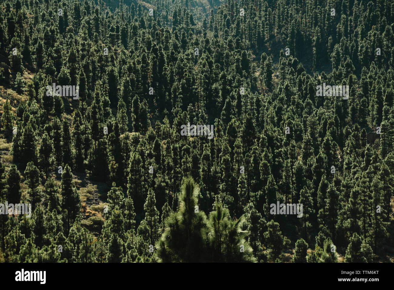 High angle view of trees in forest Stock Photo - Alamy