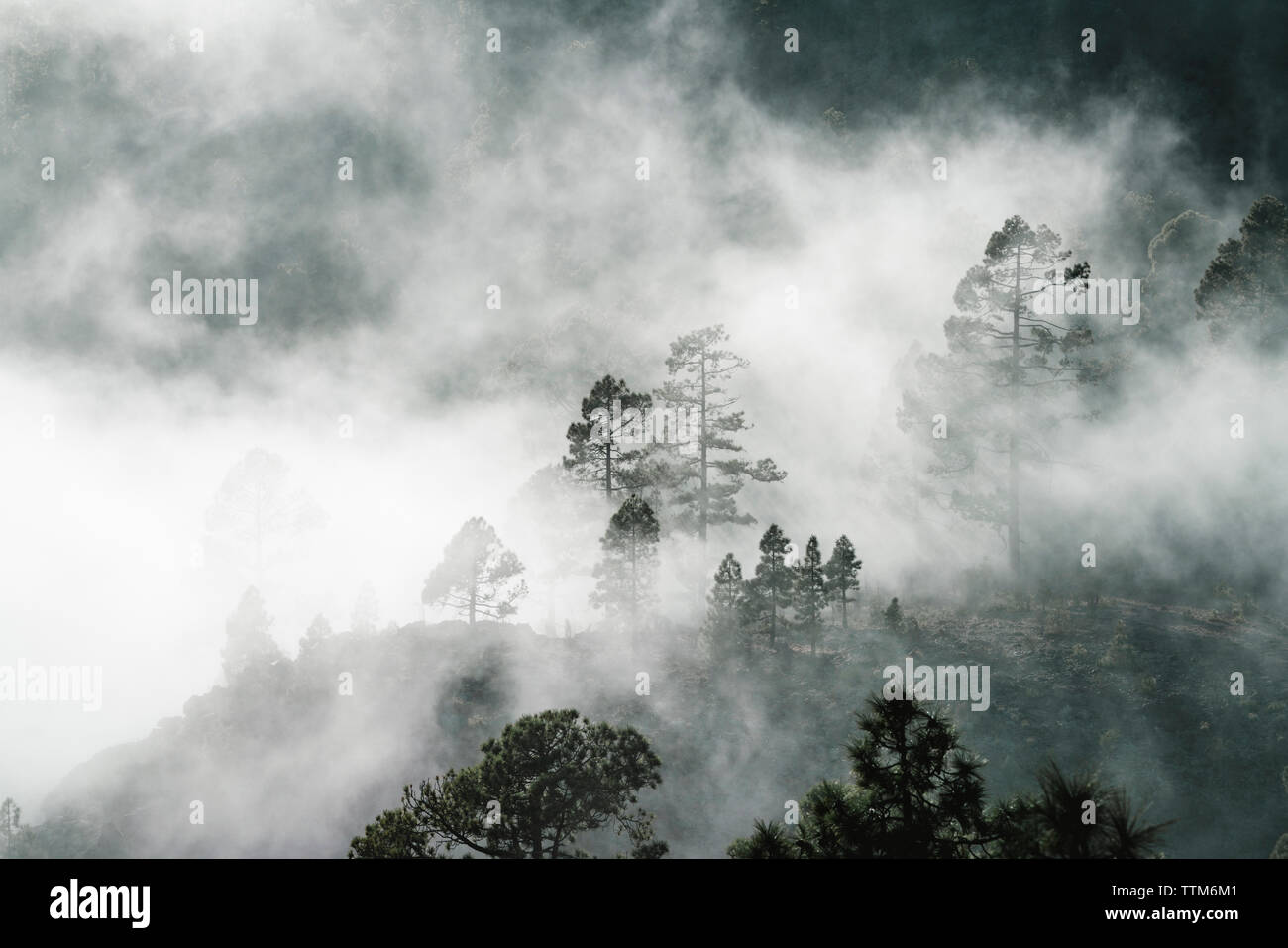 Trees in forest during foggy weather Stock Photo - Alamy