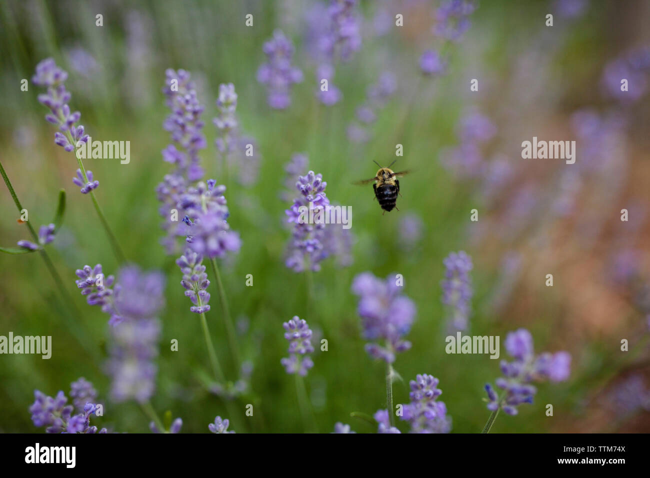 Flying flowers hi-res stock photography and images - Alamy