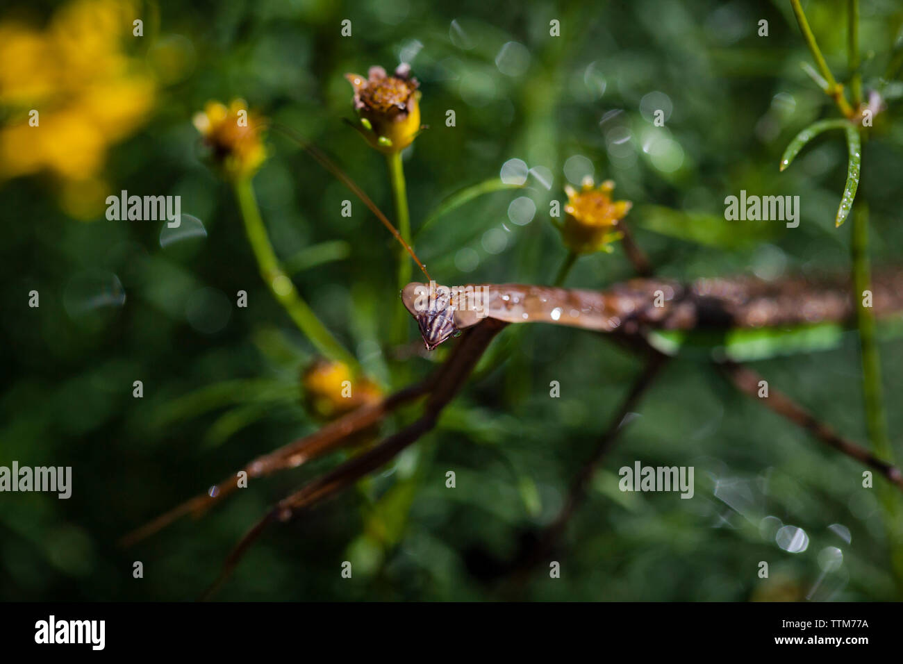 Close-up of praying mantis on plant at park Stock Photo - Alamy