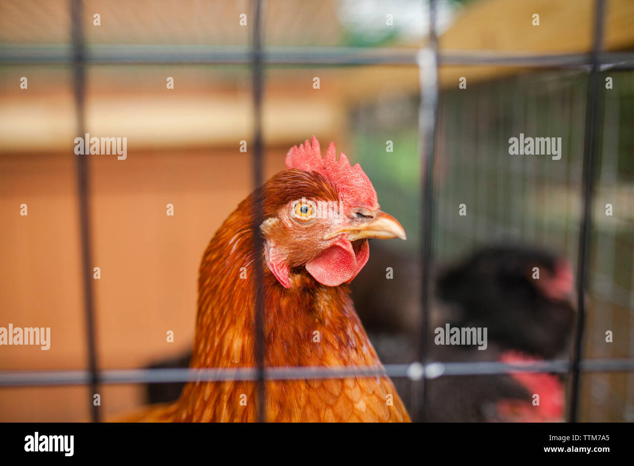 Chicken head in focus hi-res stock photography and images - Alamy