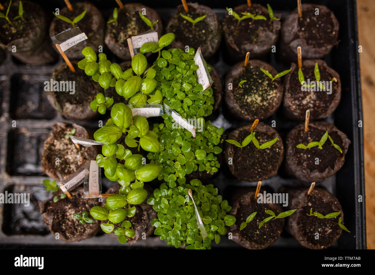 Overhead view of saplings in tray Stock Photo - Alamy