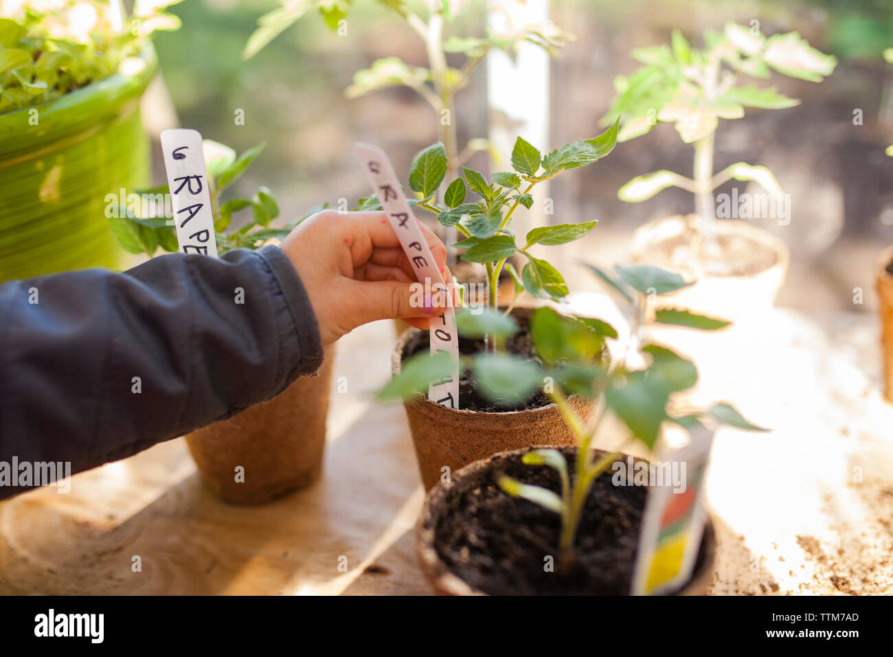 Nursery plant labels hi-res stock photography and images - Alamy