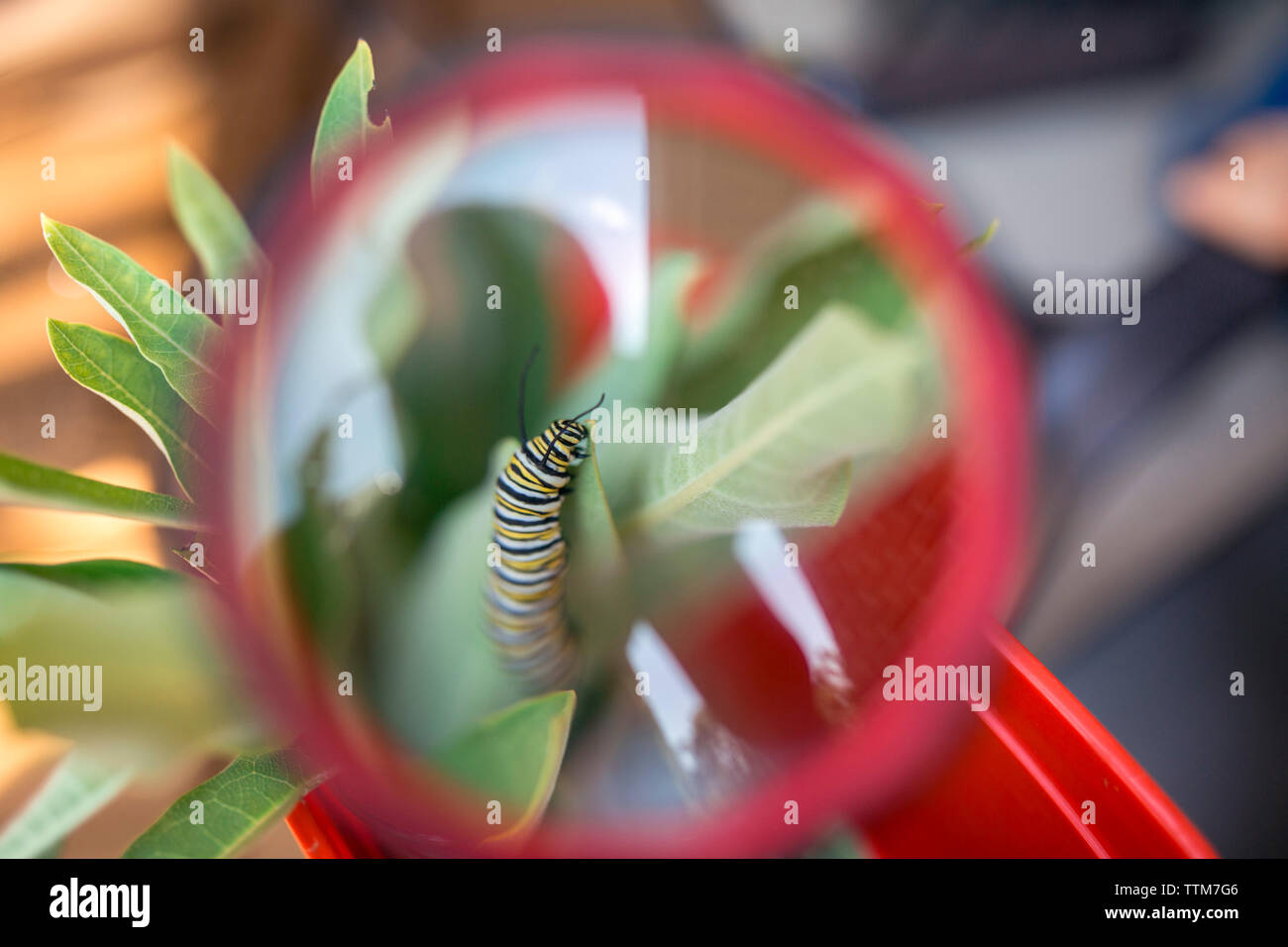 Magnifying glass insect hi-res stock photography and images - Alamy