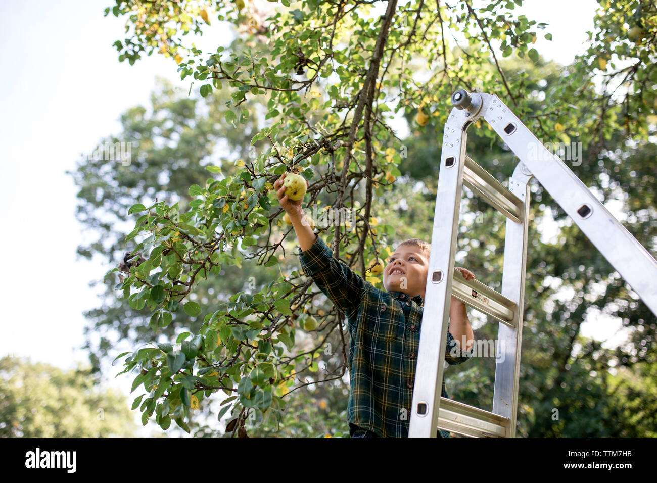 Pear farm picking hi-res stock photography and images - Alamy