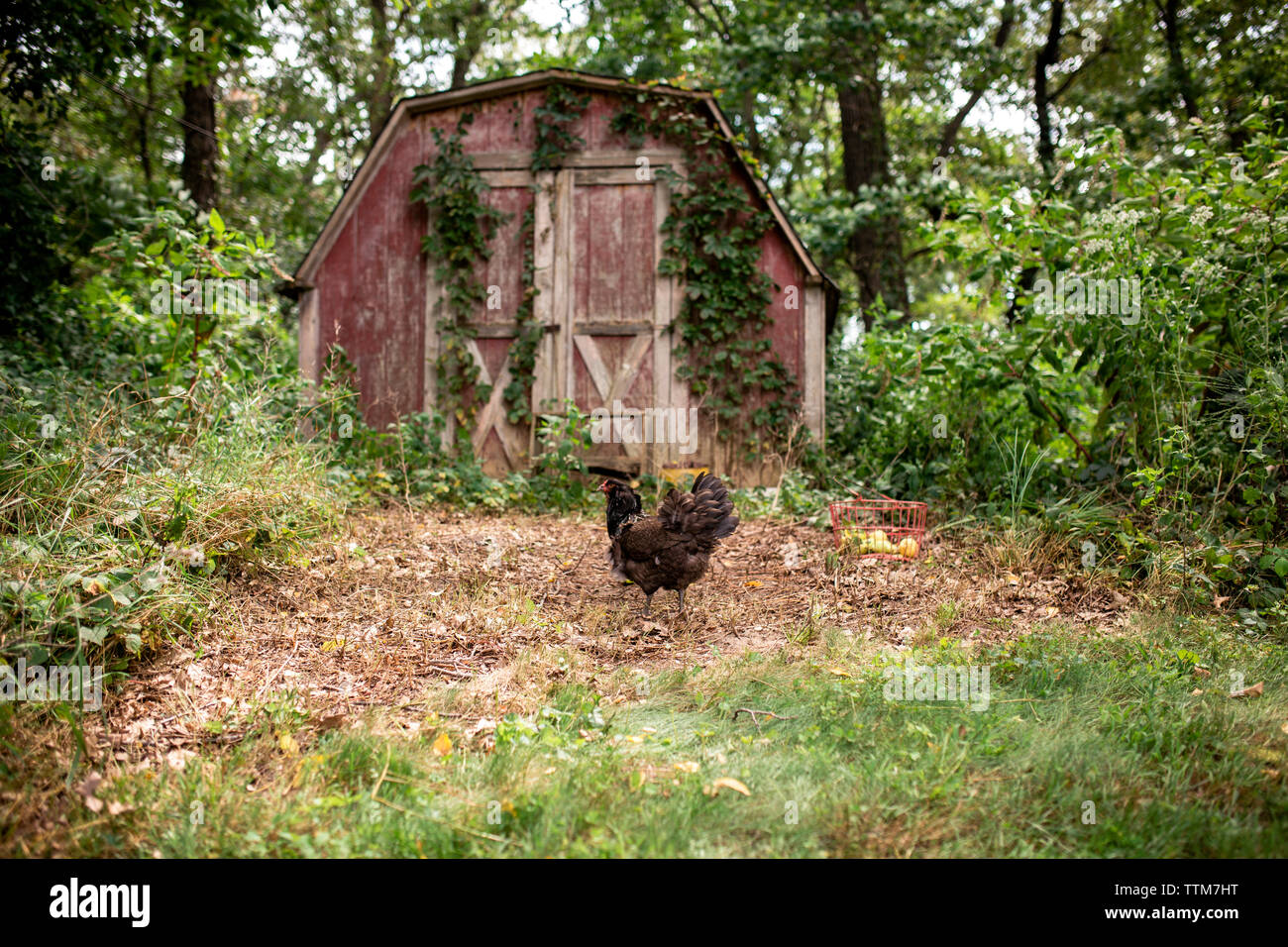 Standing hen hi-res stock photography and images - Alamy