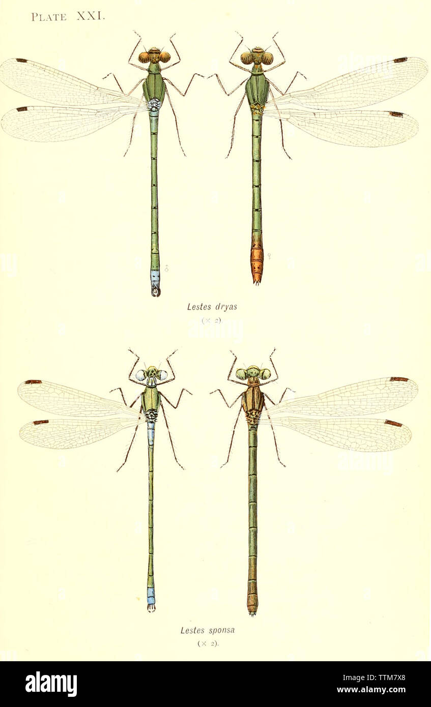 British dragonflies hi-res stock photography and images - Alamy