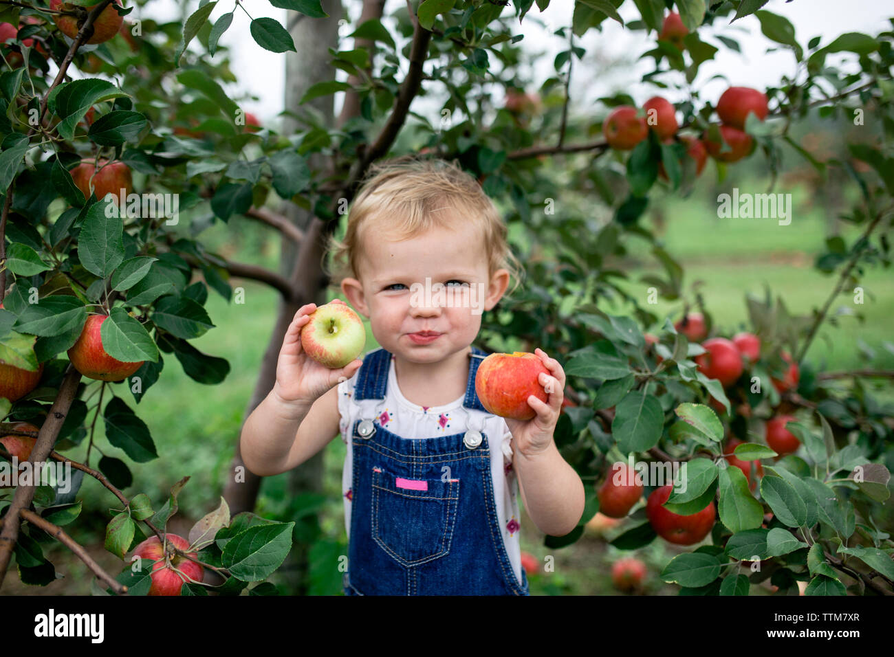 Portrait of cute girl eating apples while standing against fruit trees ...