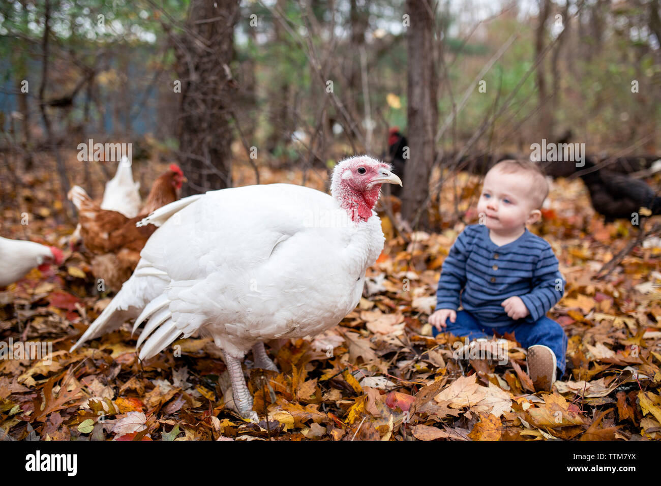 boy with turkey in woods Stock Photo - Alamy