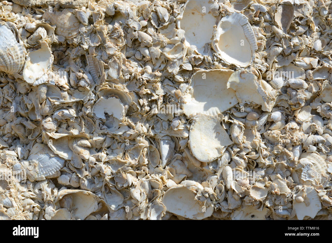 Shell and sand background and texture Stock Photo - Alamy