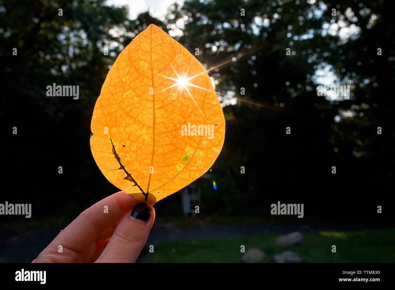 Backlit fall leaf hi-res stock photography and images - Alamy