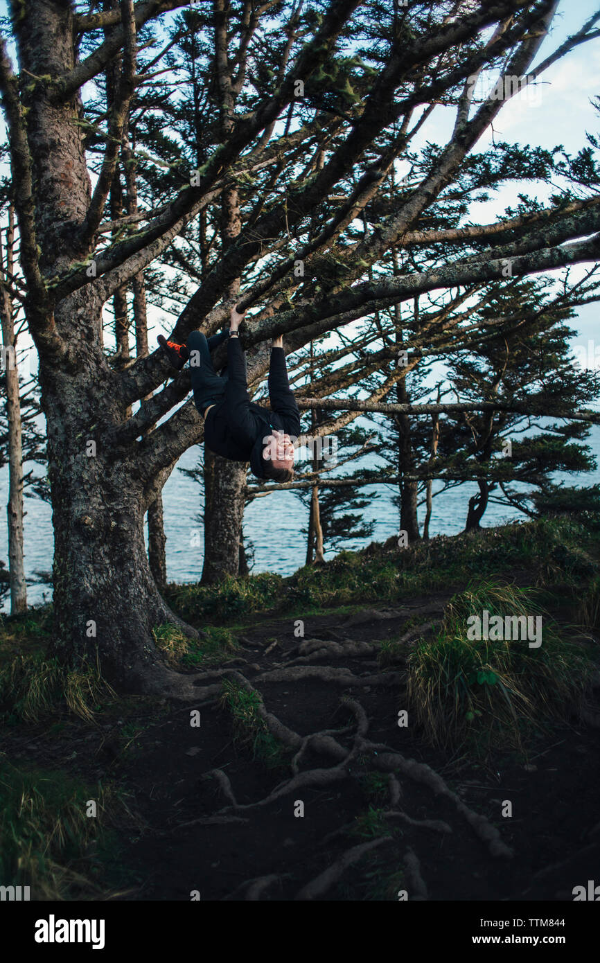 Hanging from branches hi-res stock photography and images - Alamy