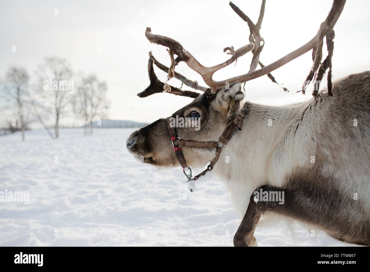 Reindeer snow sweden hi-res stock photography and images - Alamy