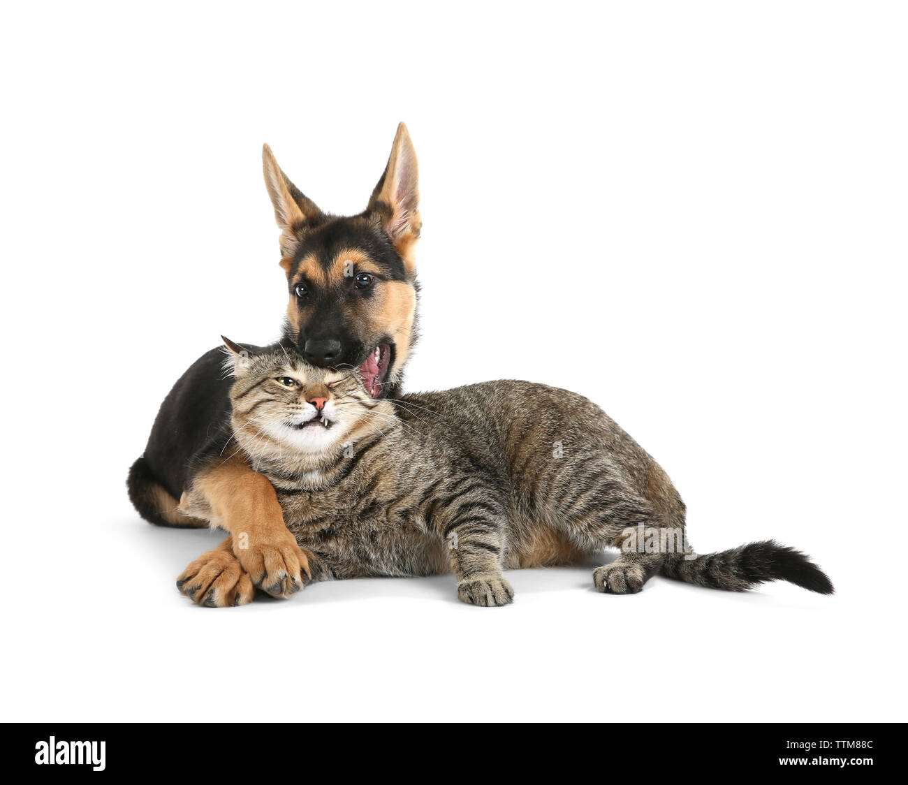 Cat dog hug Cut Out Stock Images & Pictures - Alamy