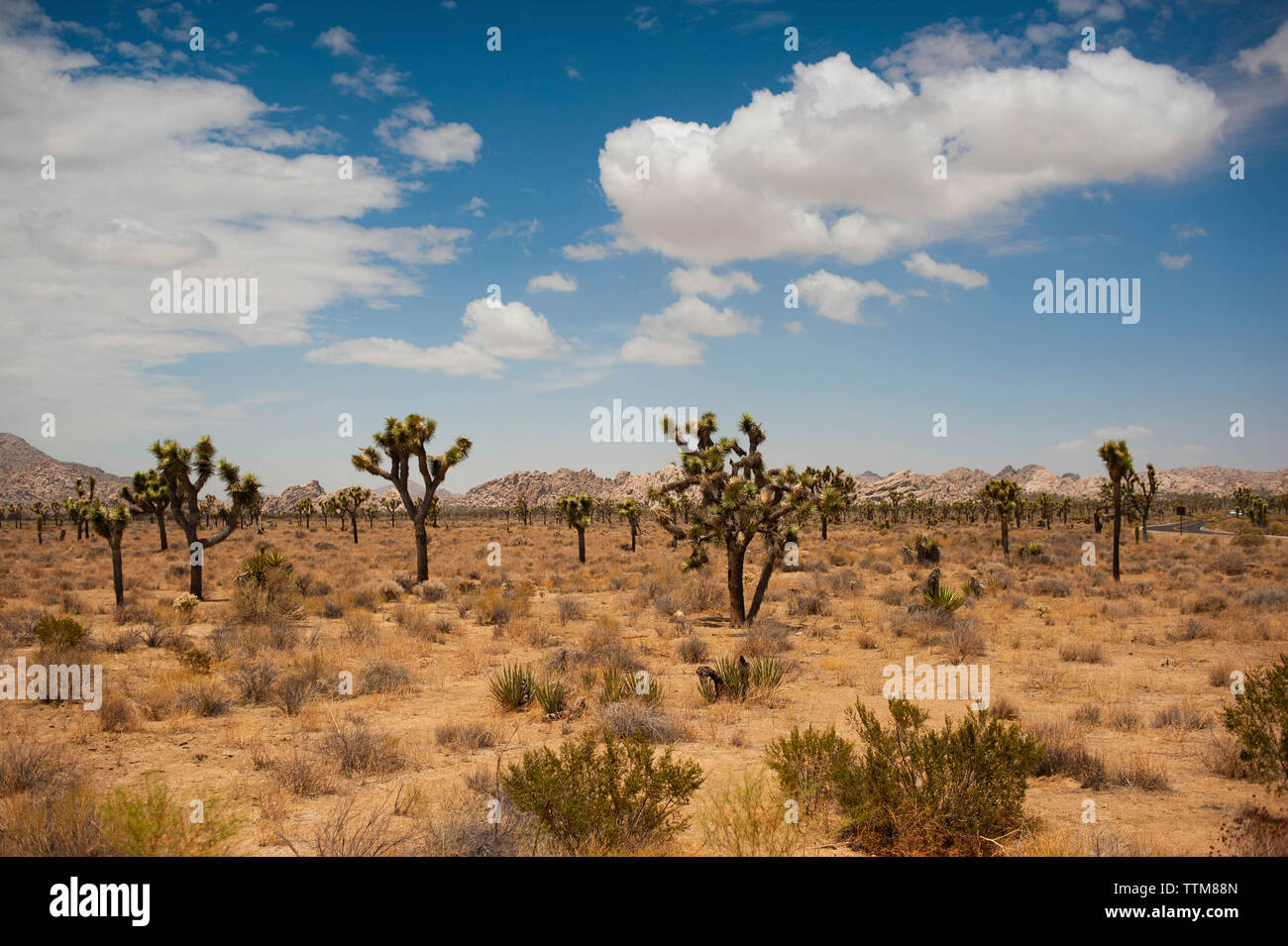 Plants and trees growing on desert against sky at Joshua Tree National ...