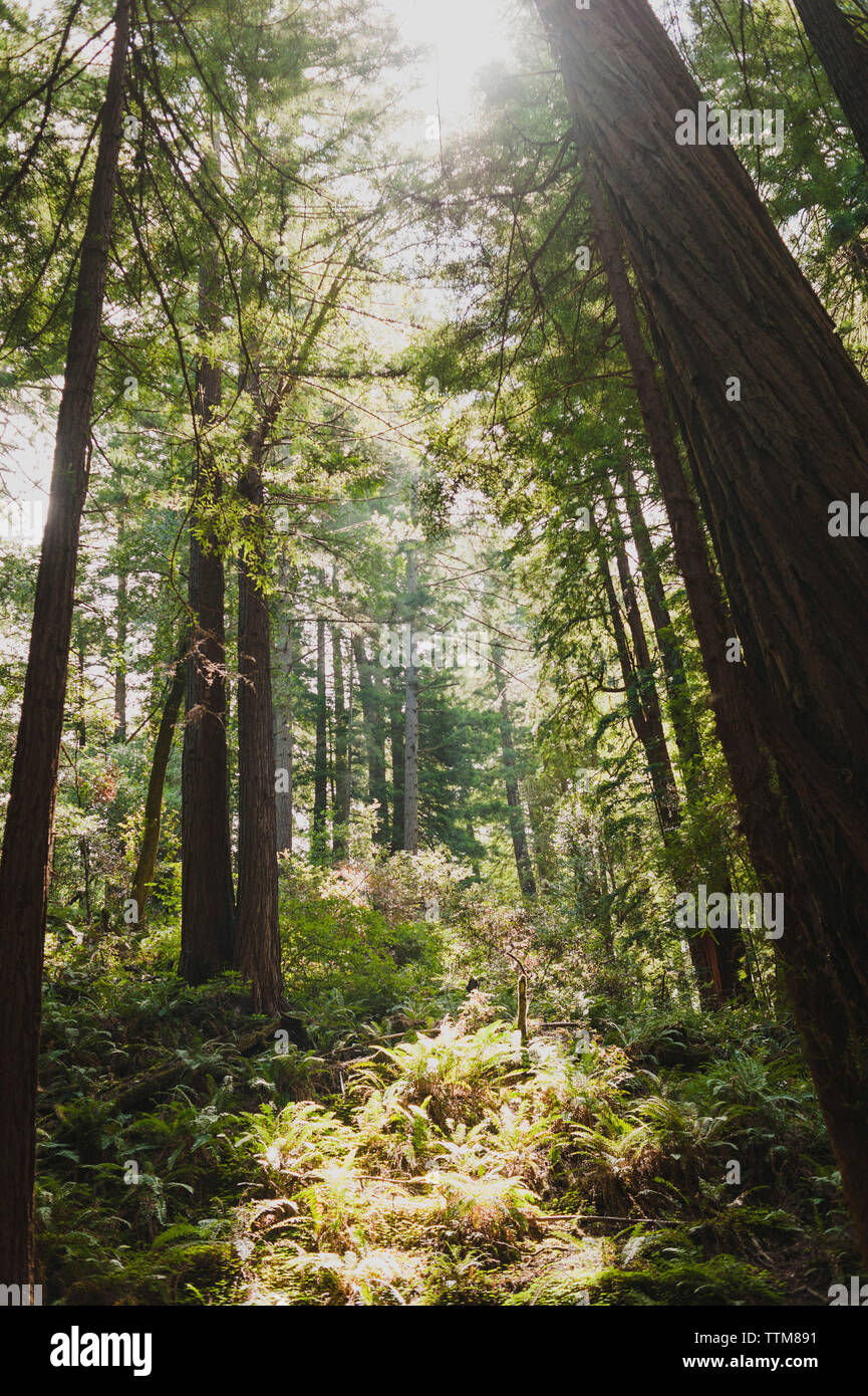 Trees growing in forest at Muir Woods National Monument Stock Photo - Alamy