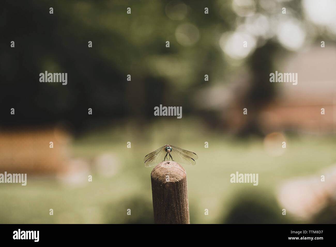 Dragonfly front view hi-res stock photography and images - Alamy
