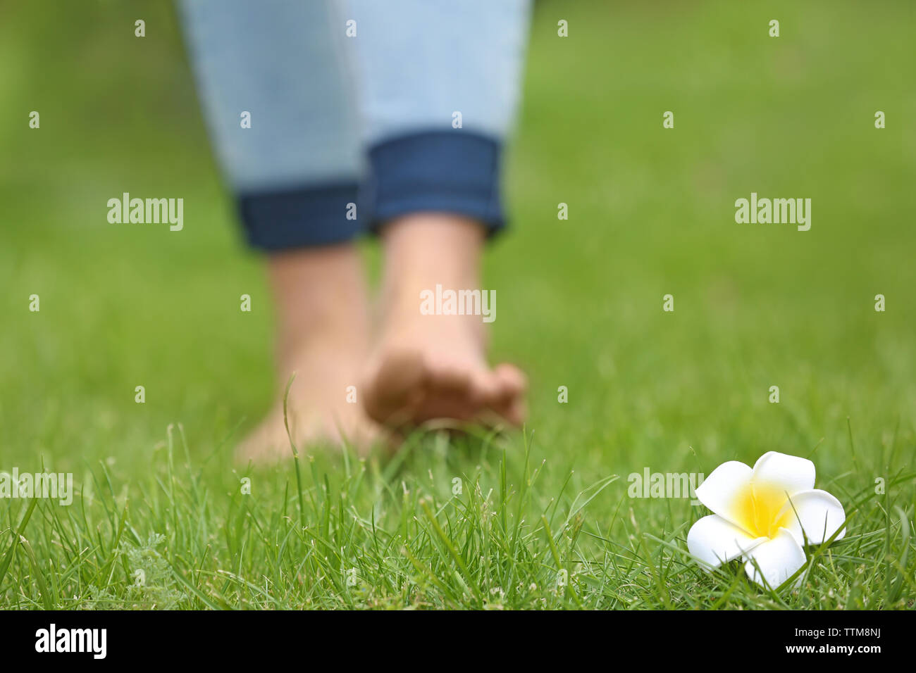 Plumeria flower and female legs on green grass Stock Photo - Alamy