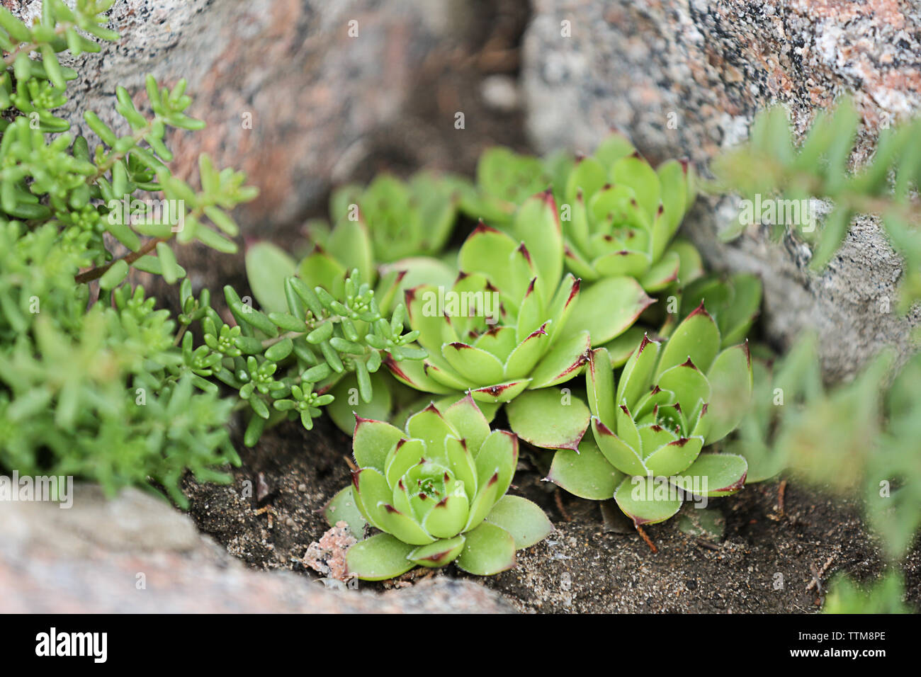 Green plant between rocks Stock Photo - Alamy
